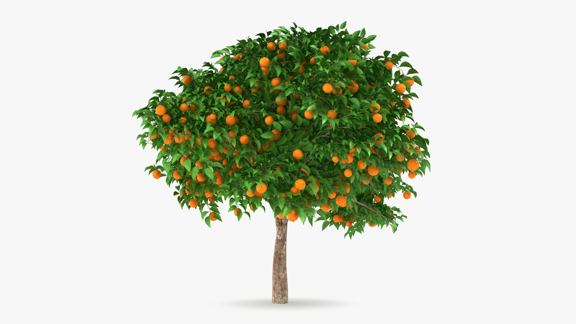Orange Tree 3D Model - TurboSquid 1976585