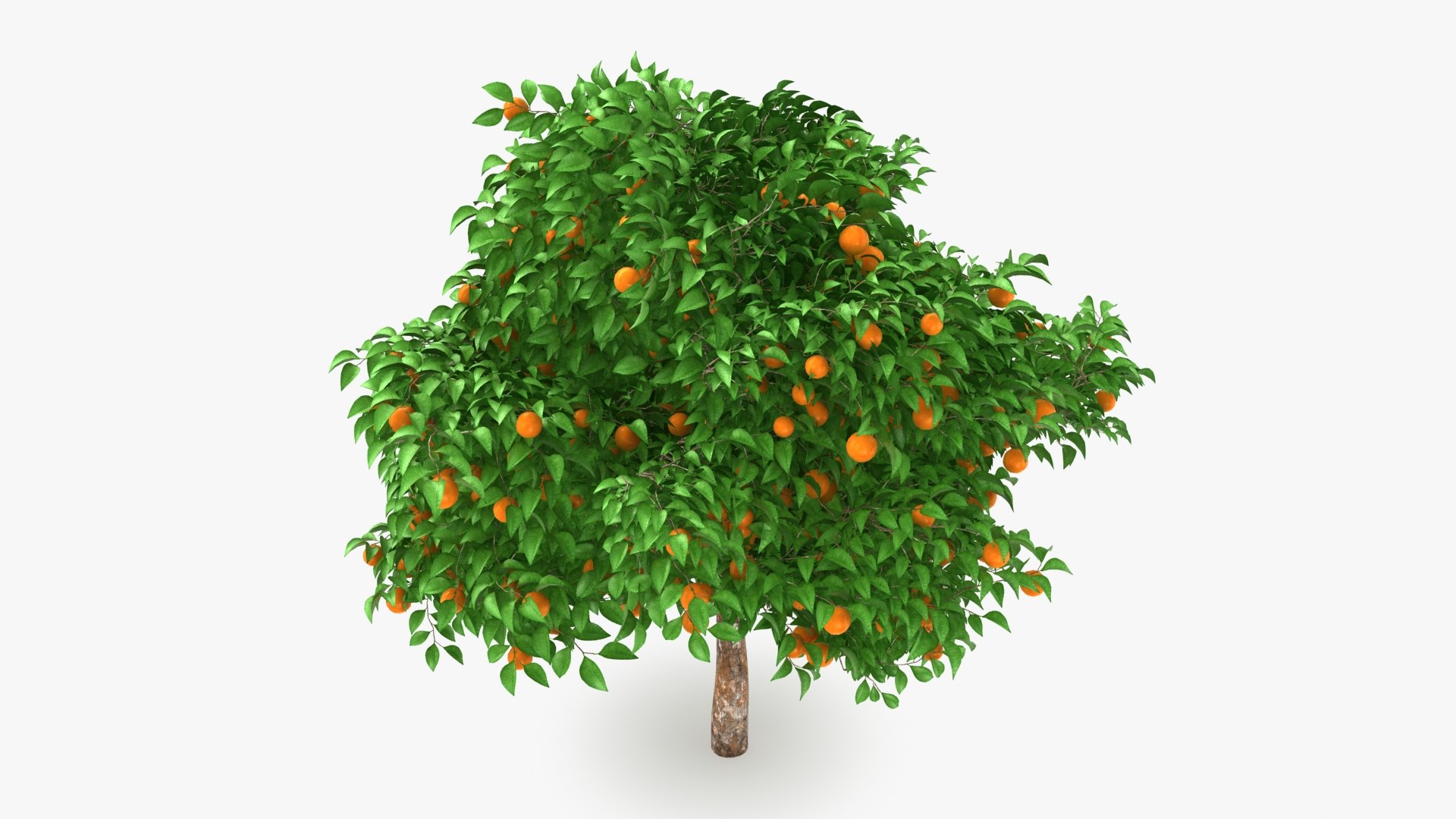 Orange Tree 3D Model - TurboSquid 1976585
