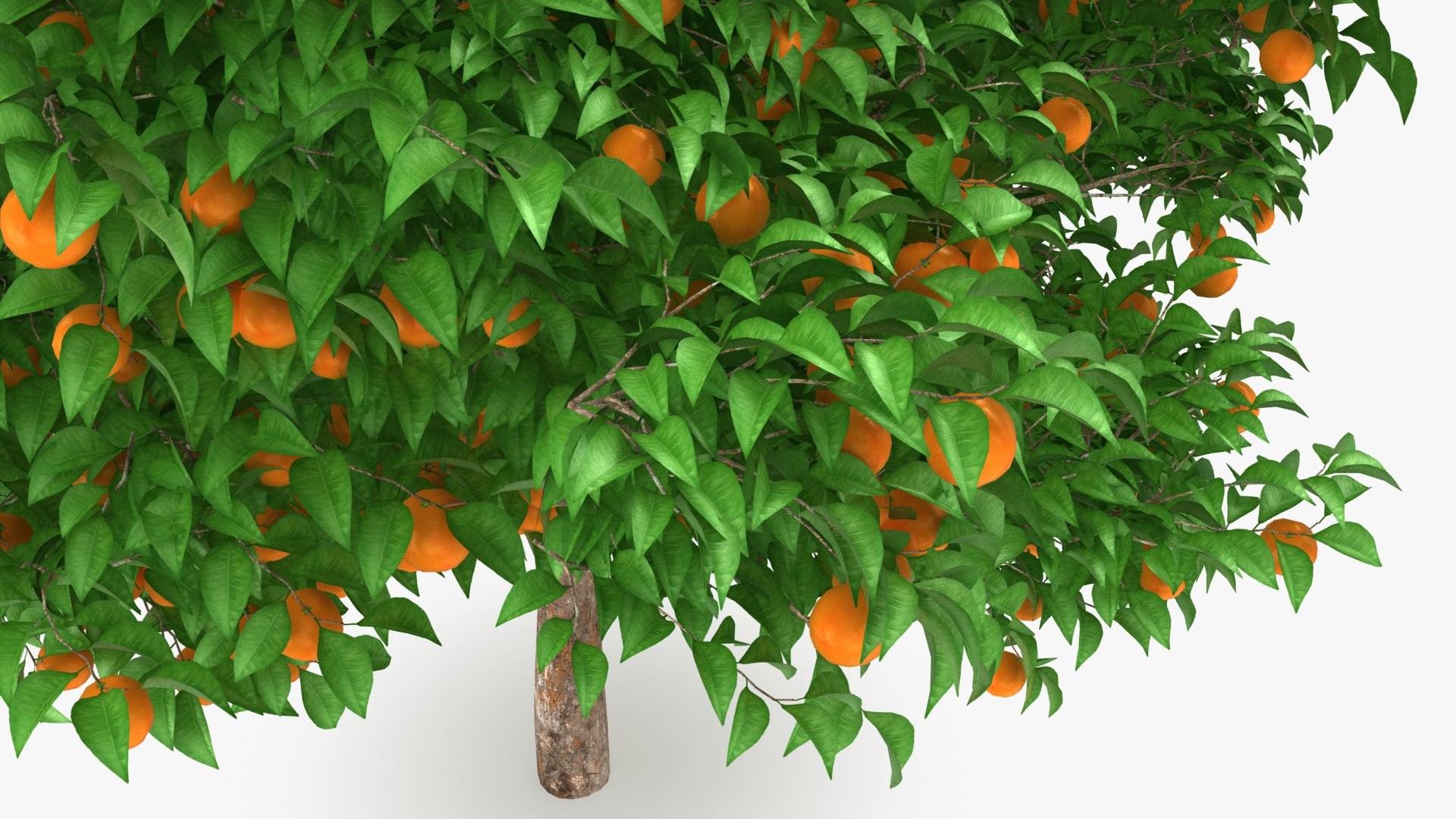 Orange Tree 3D Model - TurboSquid 1976585