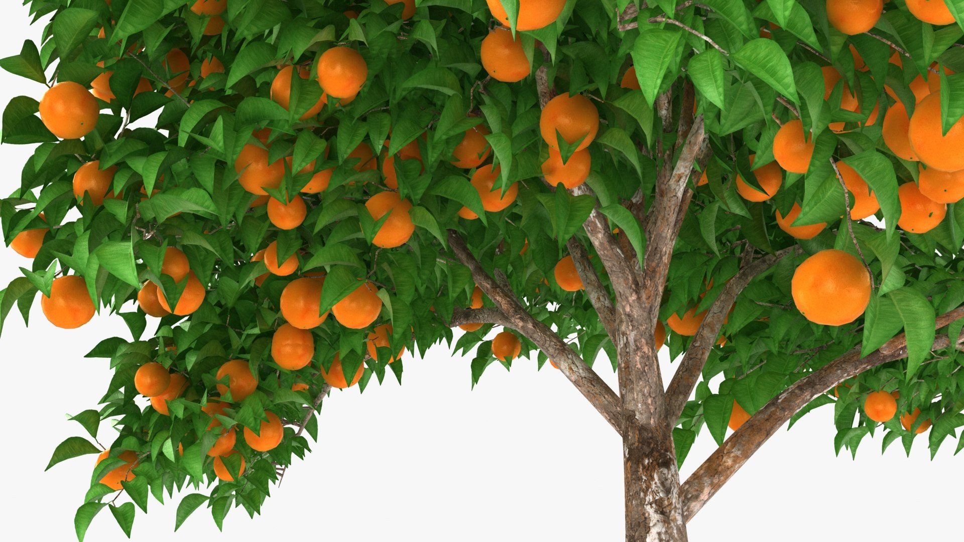 Orange Tree 3D Model - TurboSquid 1976585