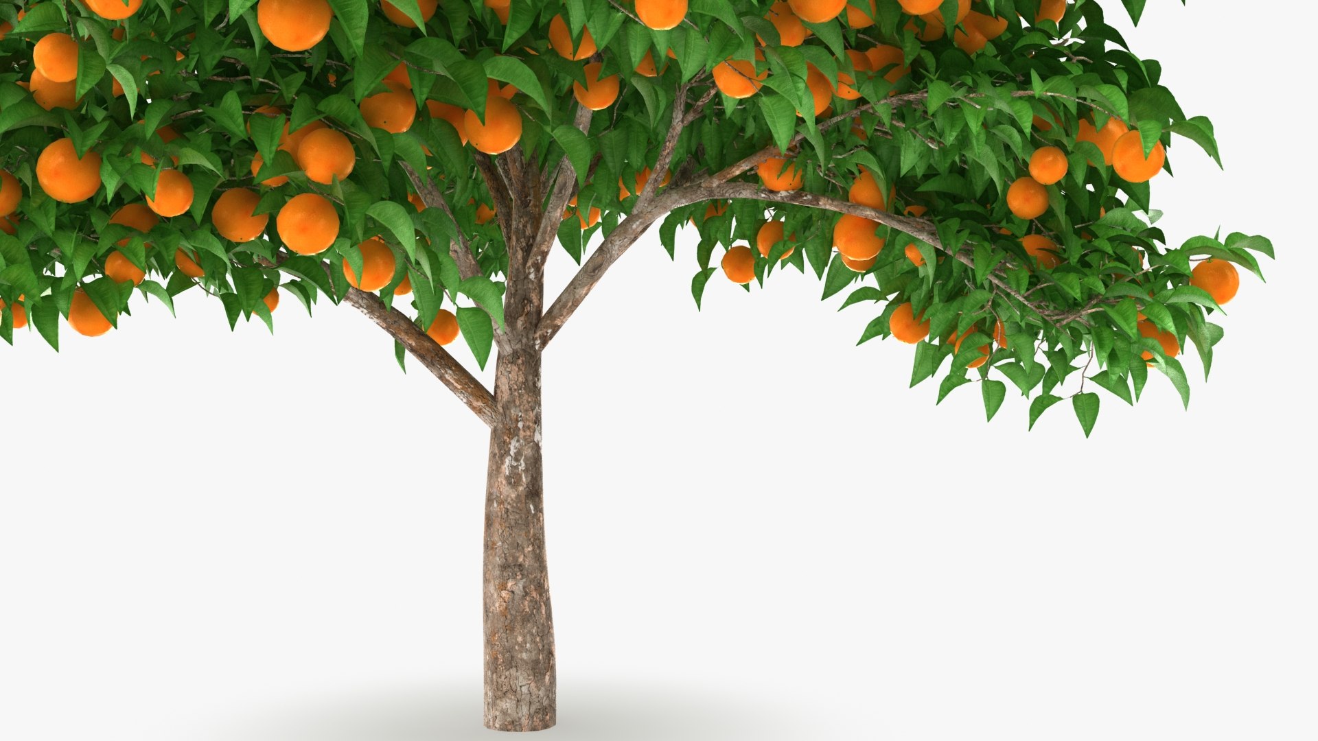 Orange Tree 3D Model - TurboSquid 1976585