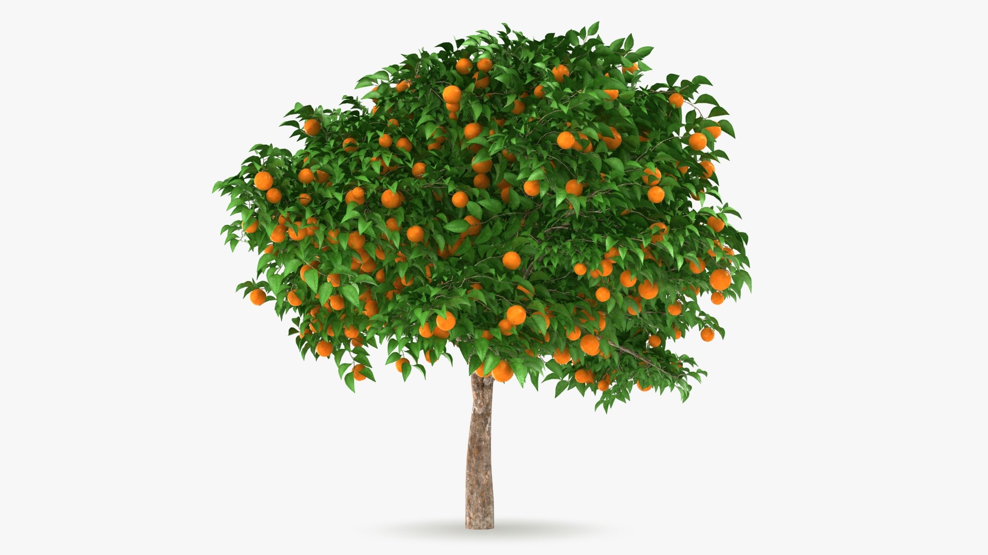 Orange Tree 3D Model - TurboSquid 1976585