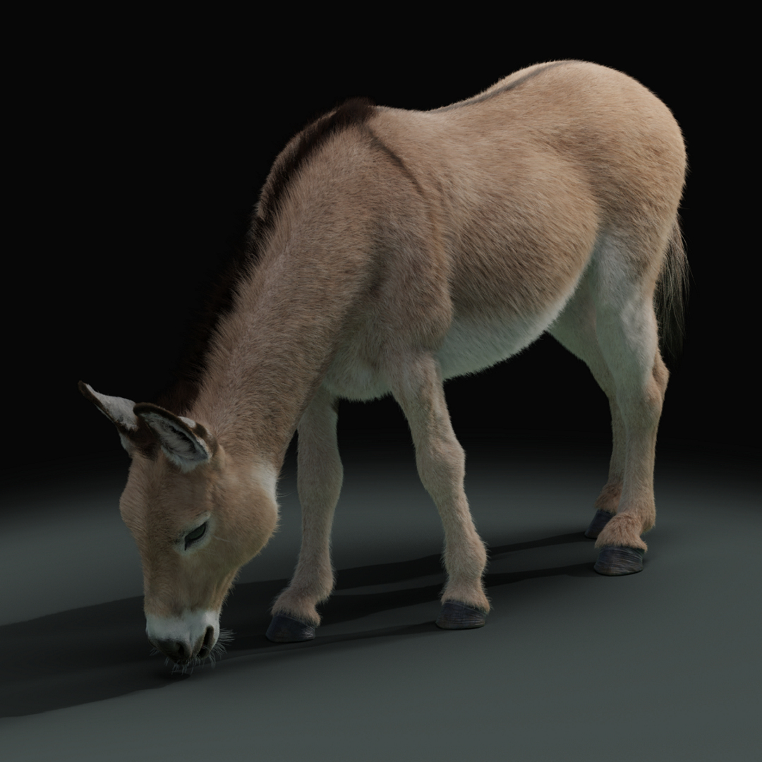 Equus asinus3Dモデル3Dモデル - TurboSquid 1612485