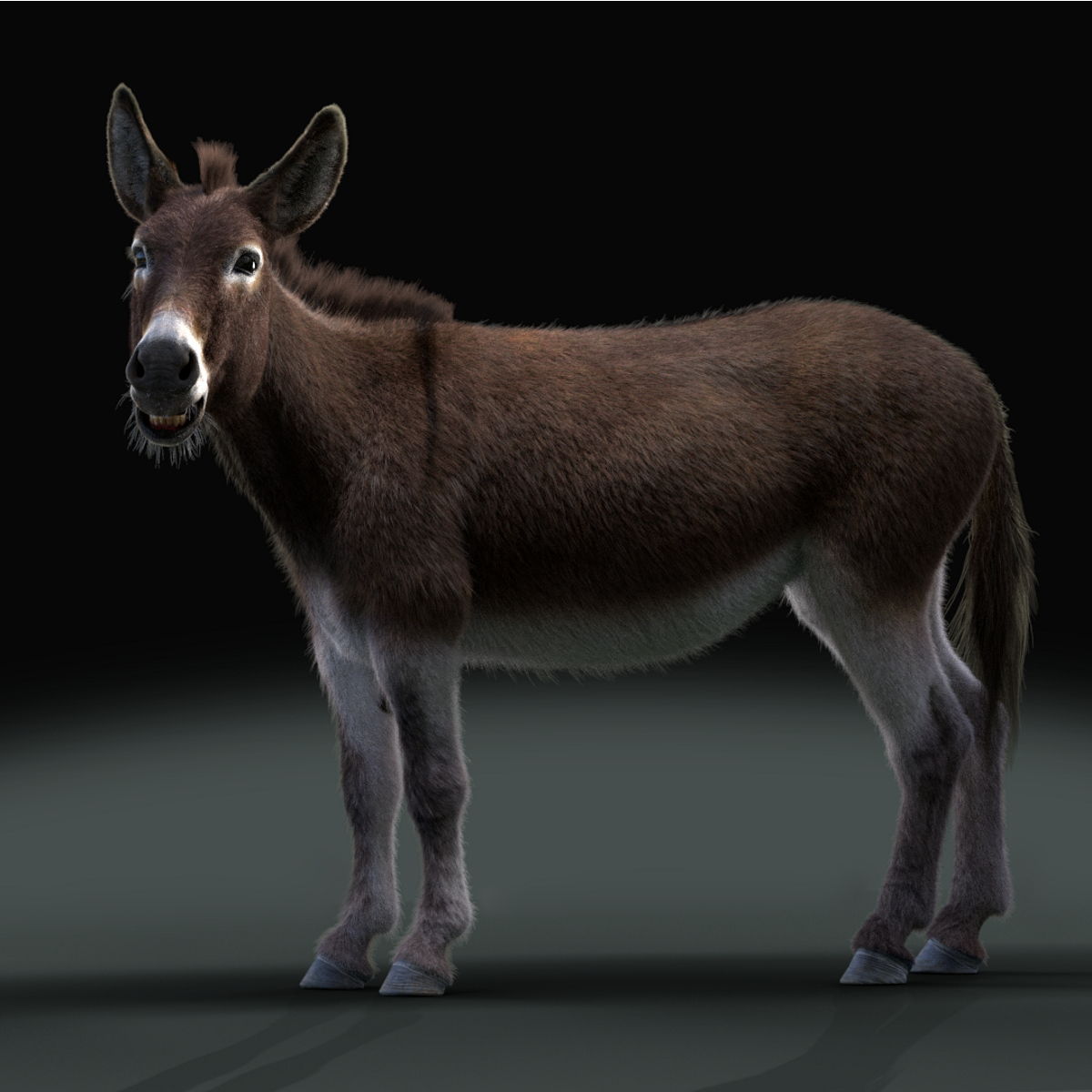 modelo 3d Equus asinus modelo 3D - TurboSquid 1612485