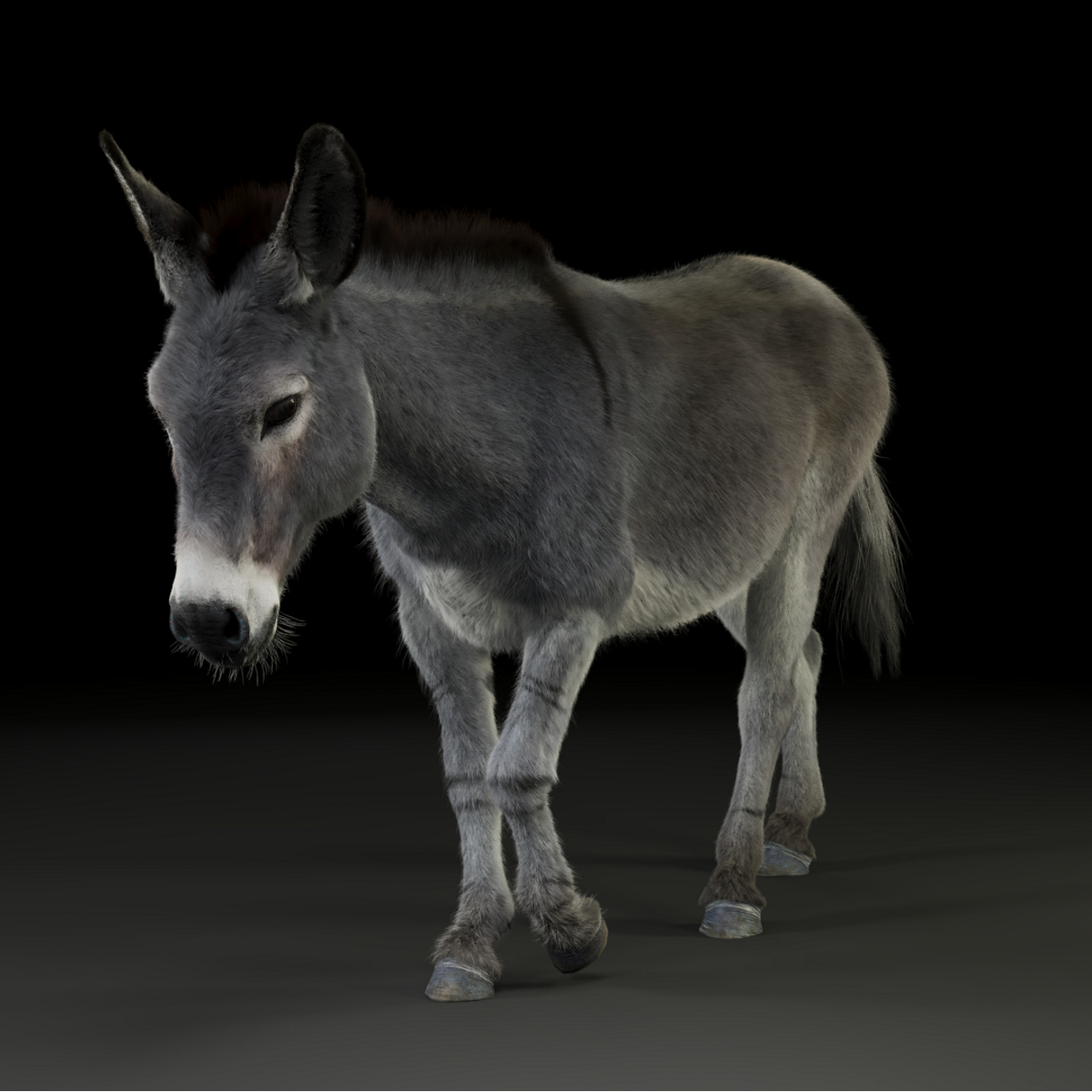 modelo 3d Equus asinus modelo 3D - TurboSquid 1612485