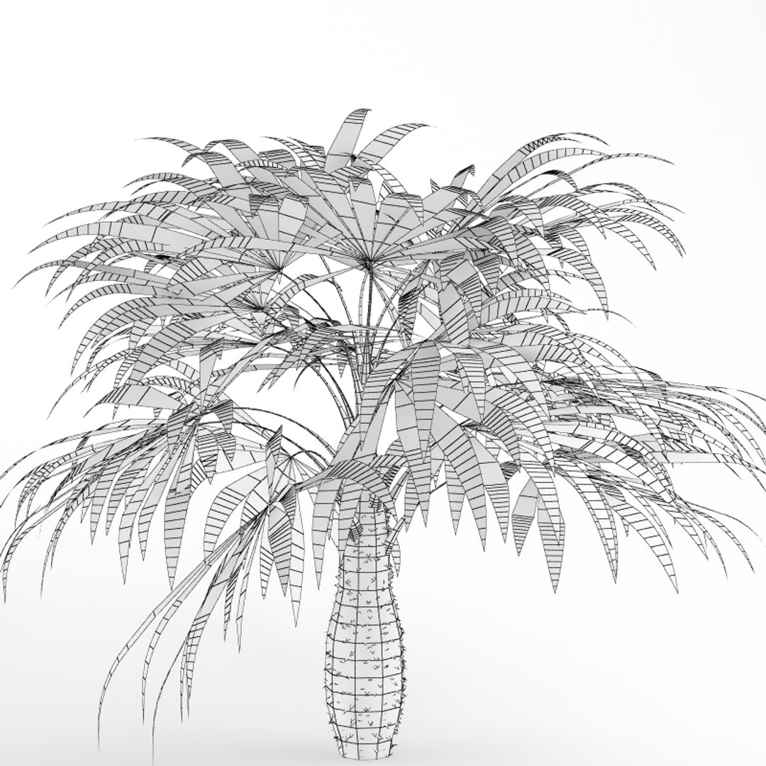 3d Bush Palmetto Palm Model