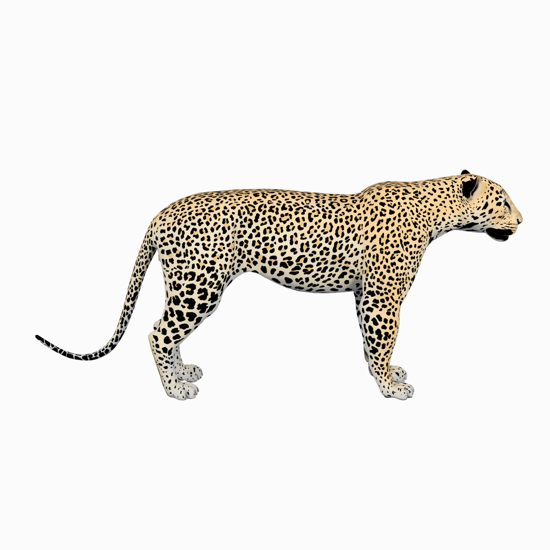LeopardUnityPackage 3D Model - TurboSquid 2267759
