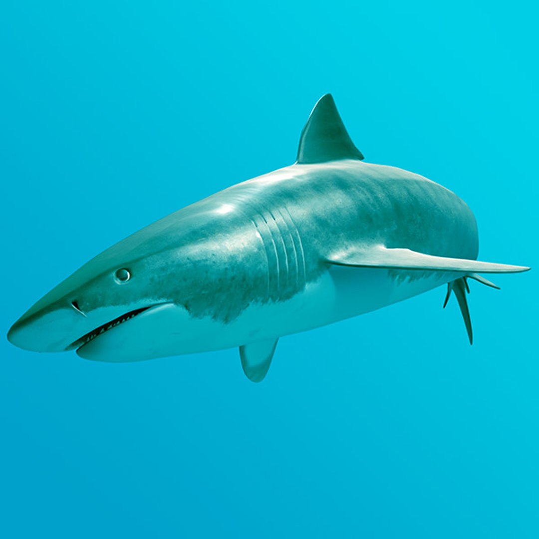 tiger shark 3d model