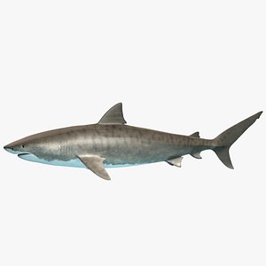 Shark 3D Models for Download | TurboSquid