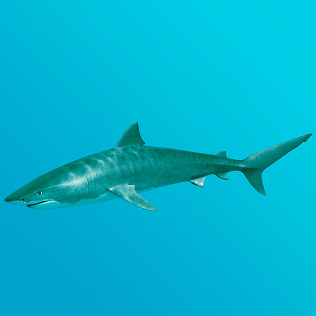 tiger shark 3d model