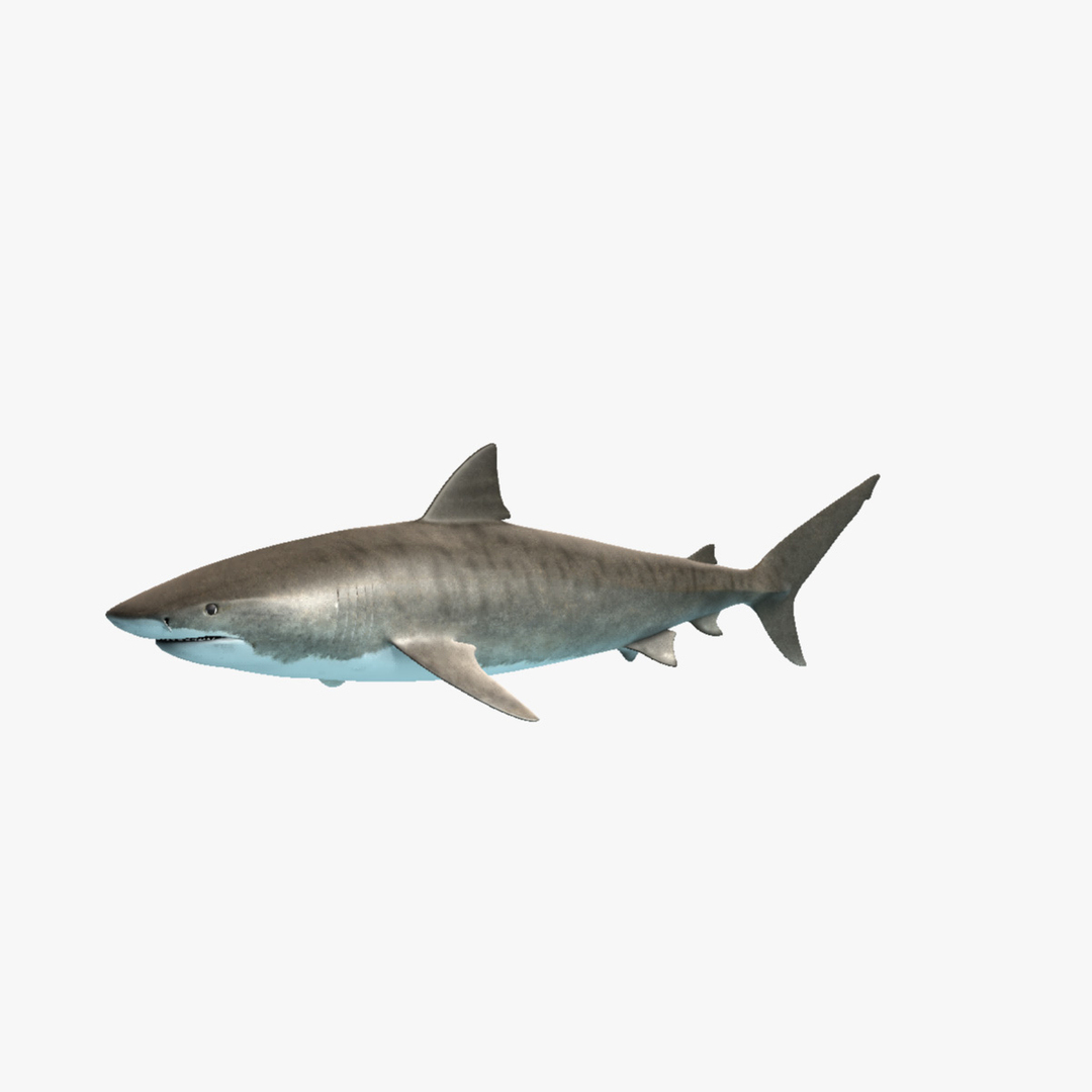 tiger shark 3d model