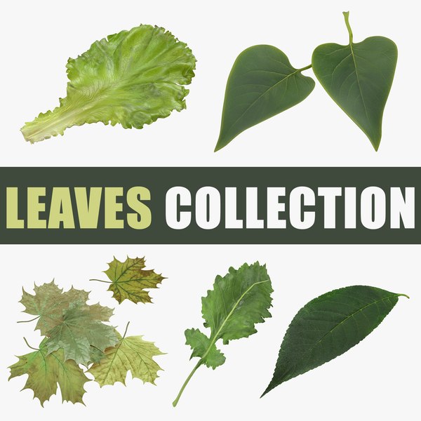 Leaf 3D Models for Download | TurboSquid