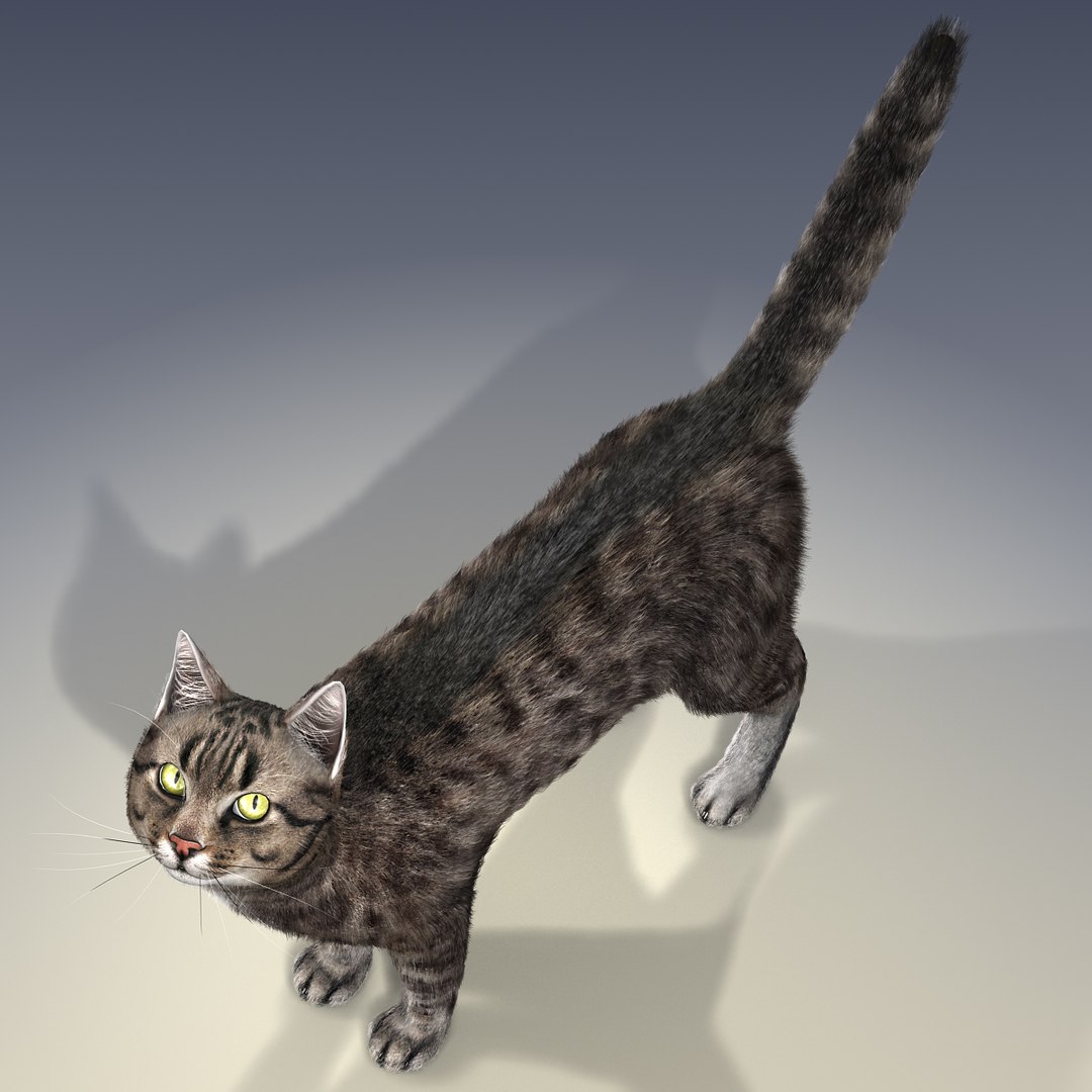 Obj Cat Fur
