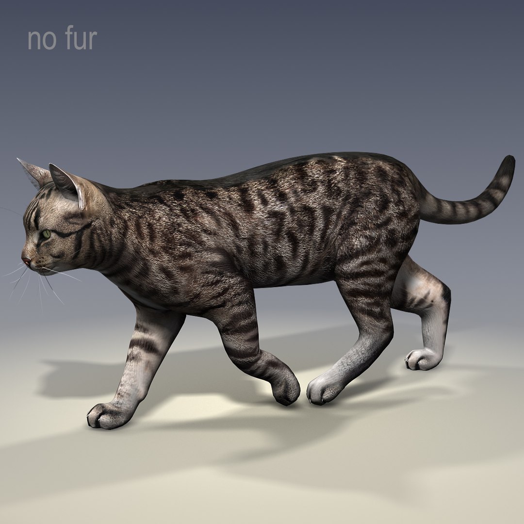 Obj Cat Fur