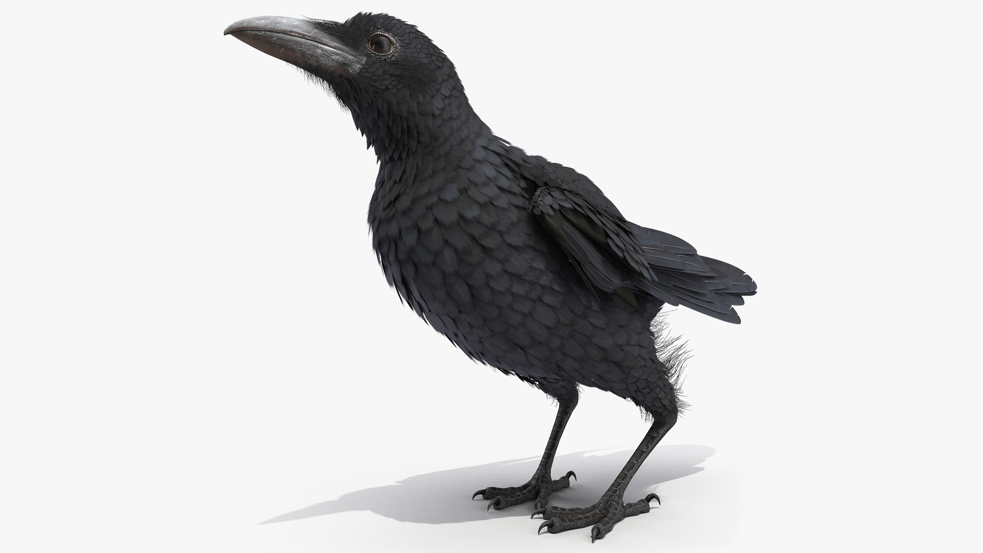 Raven Jumping Rigged Animate Model - TurboSquid 1439275