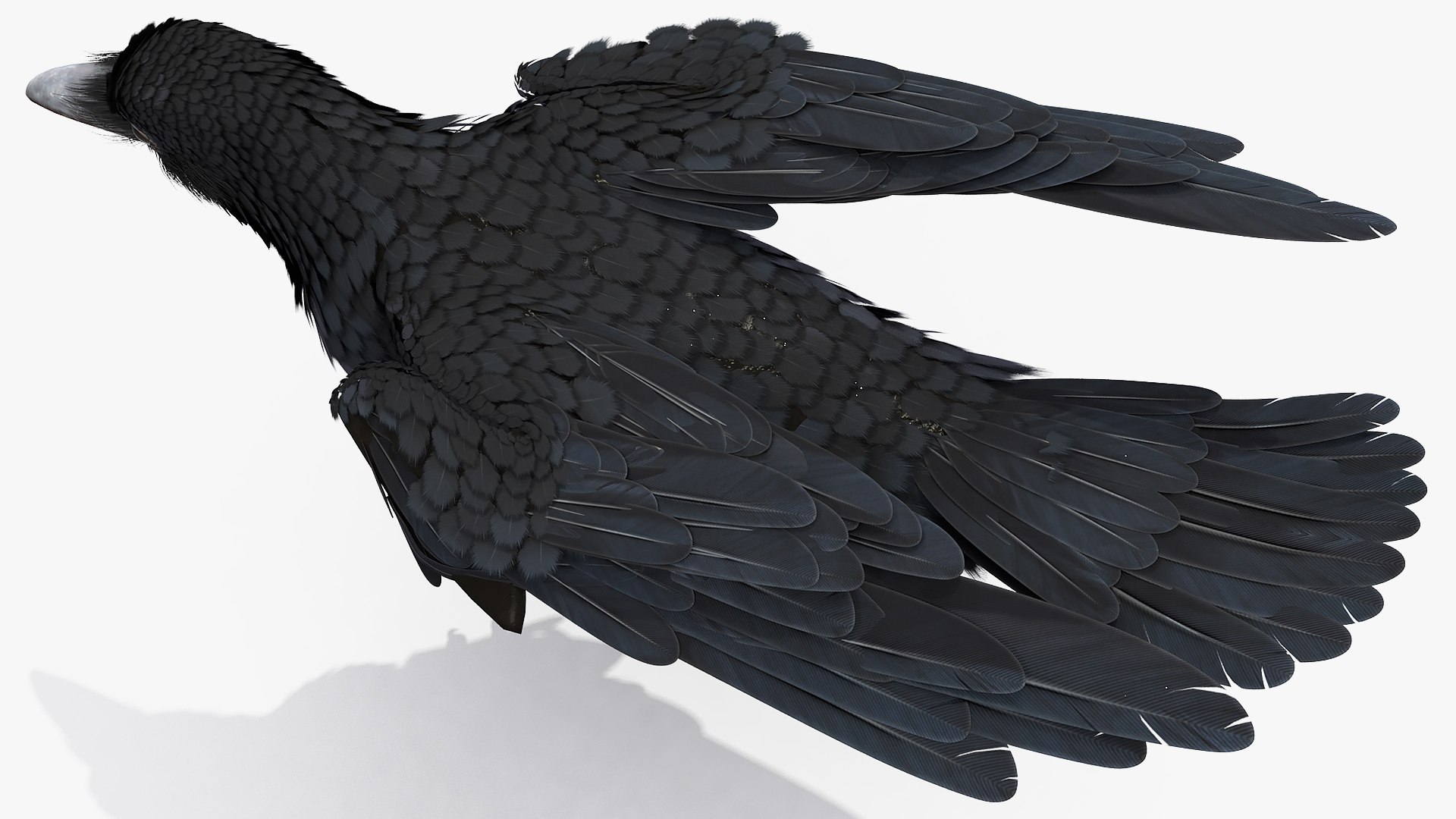 Raven Jumping Rigged Animate Model - TurboSquid 1439275