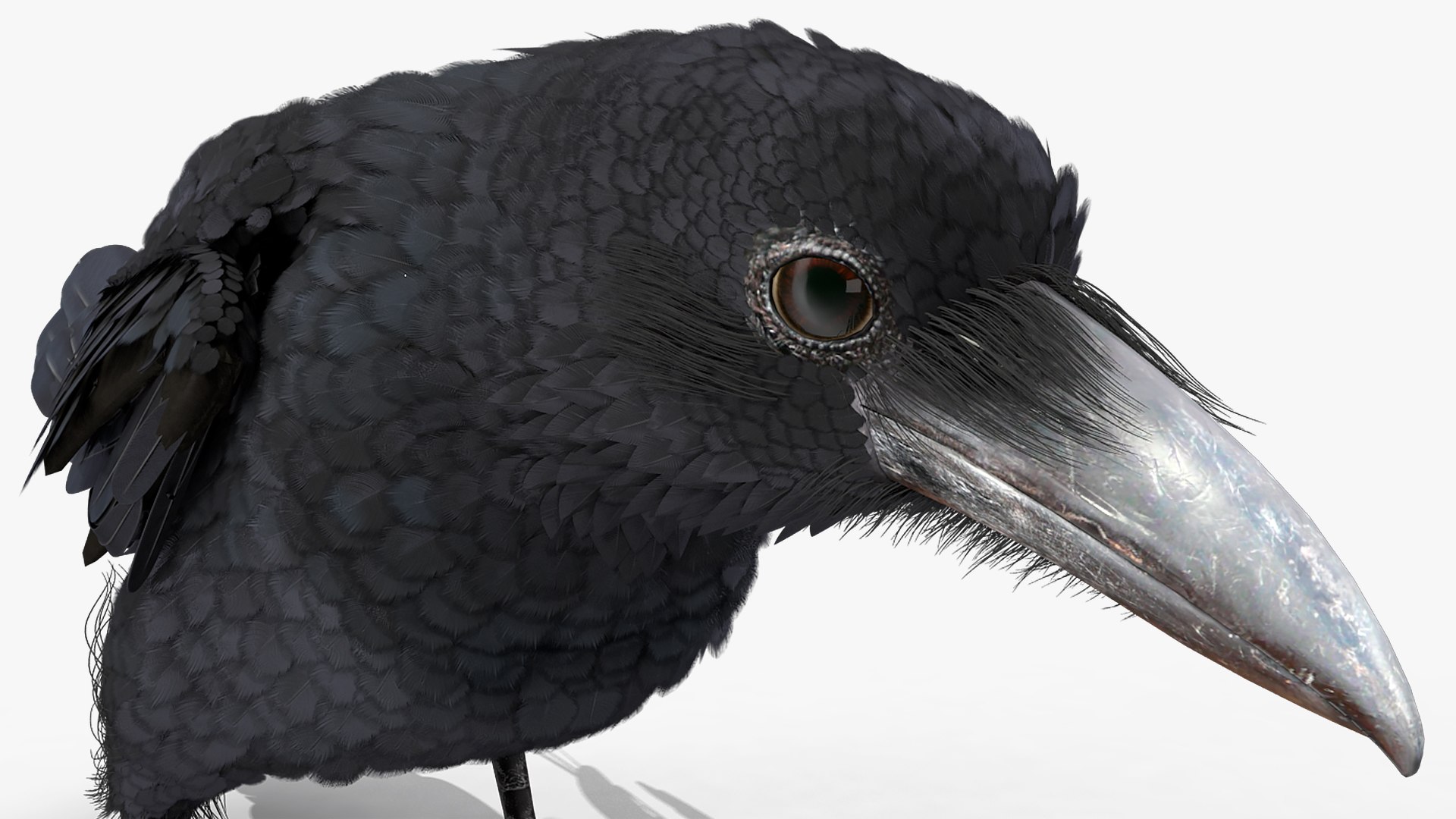 Raven Jumping Rigged Animate Model - TurboSquid 1439275