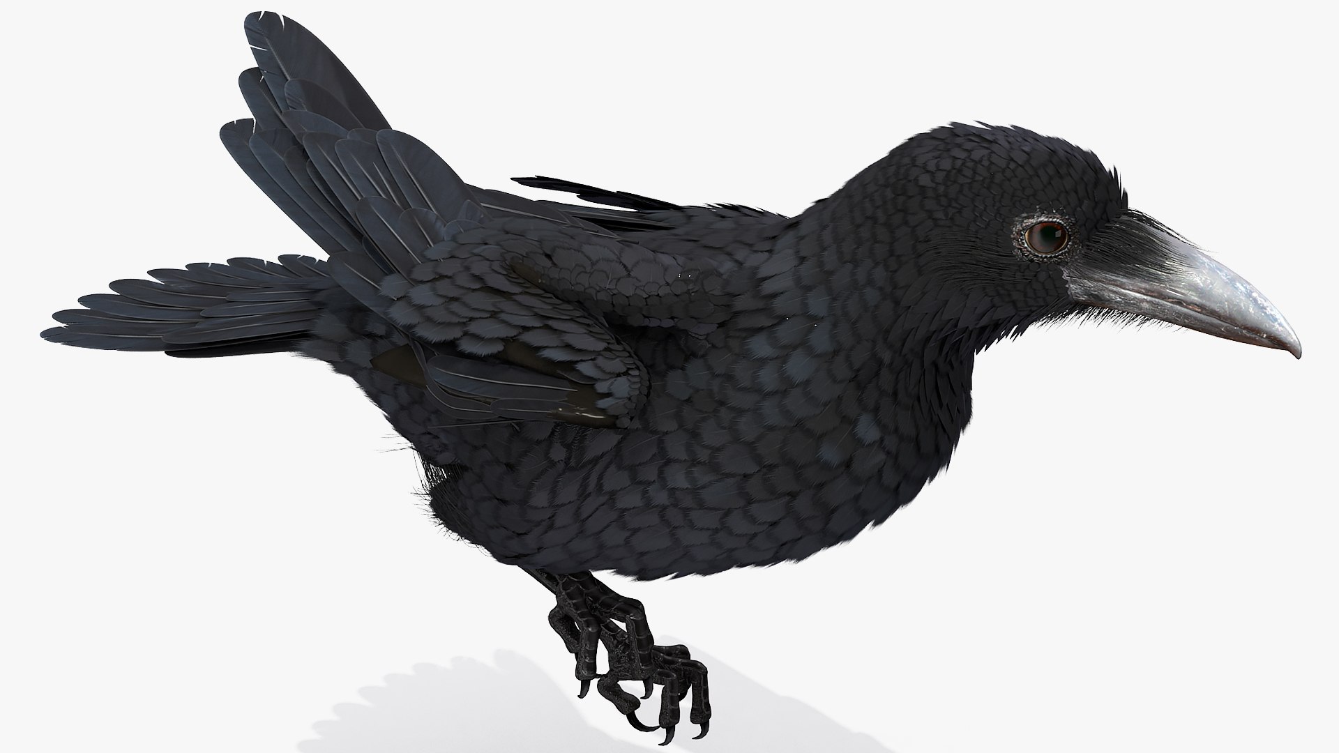 Raven Jumping Rigged Animate Model - TurboSquid 1439275