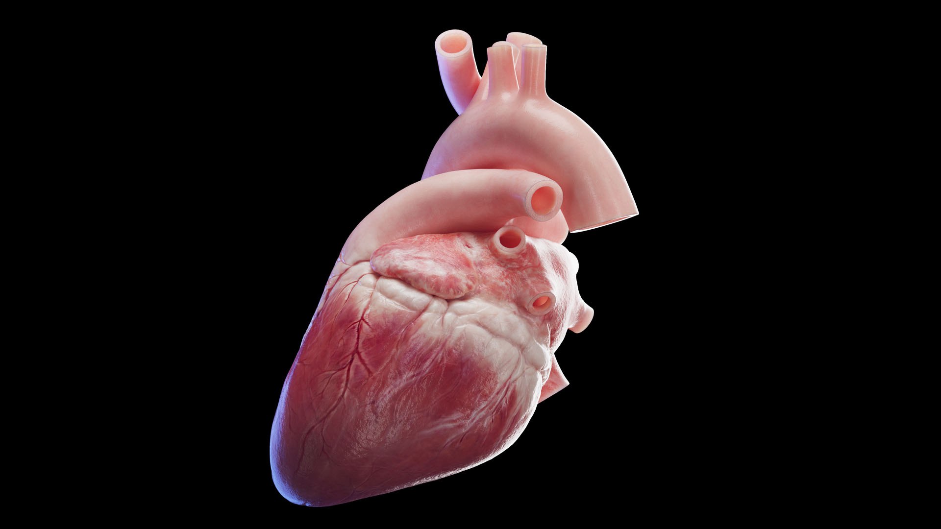 Medically Accurate Human Heart Animated 3D - TurboSquid 2030686