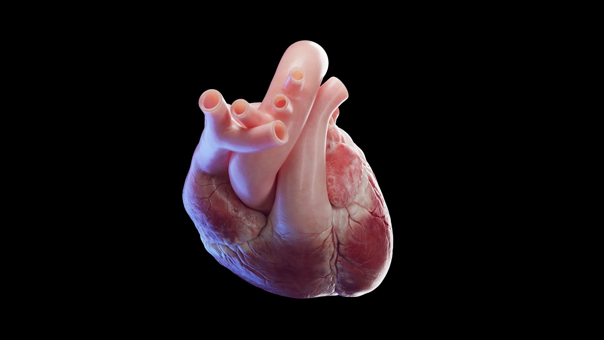 Medically Accurate Human Heart Animated 3D - TurboSquid 2030686