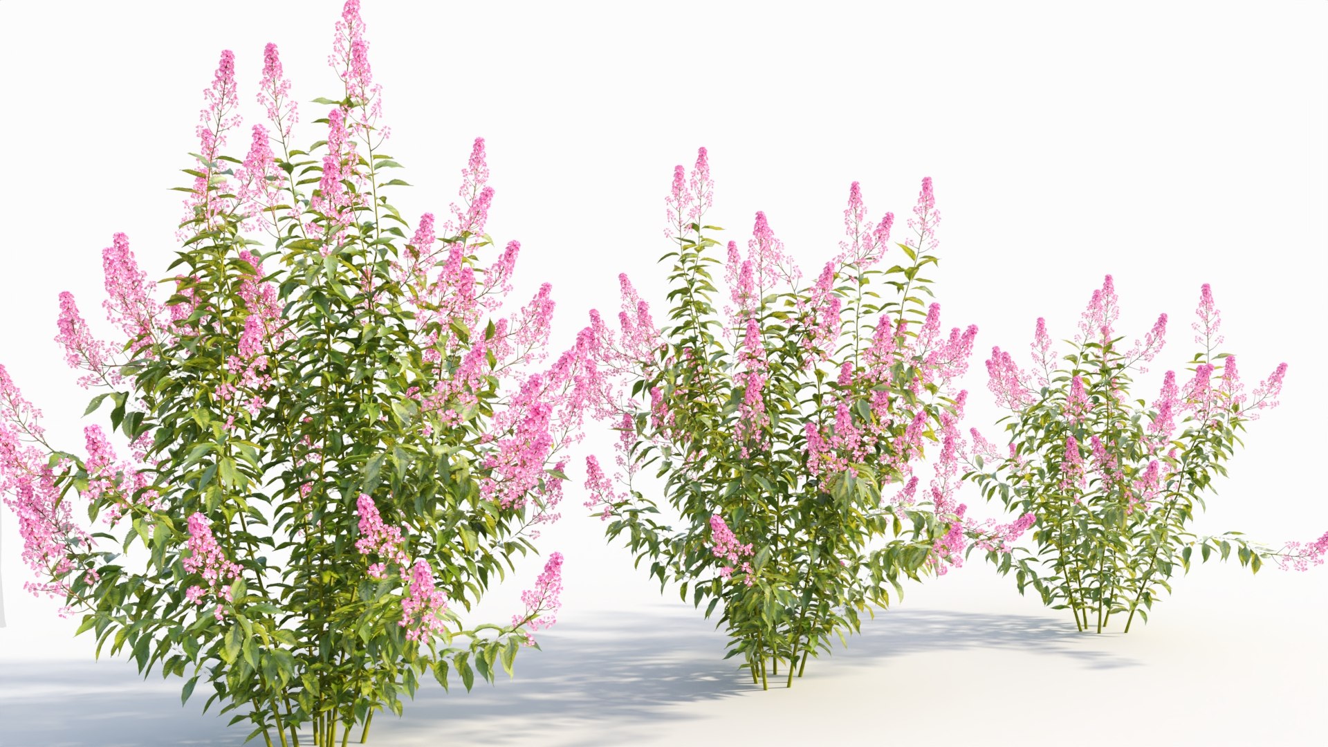 Spiraea Alb B Model - TurboSquid 2207937