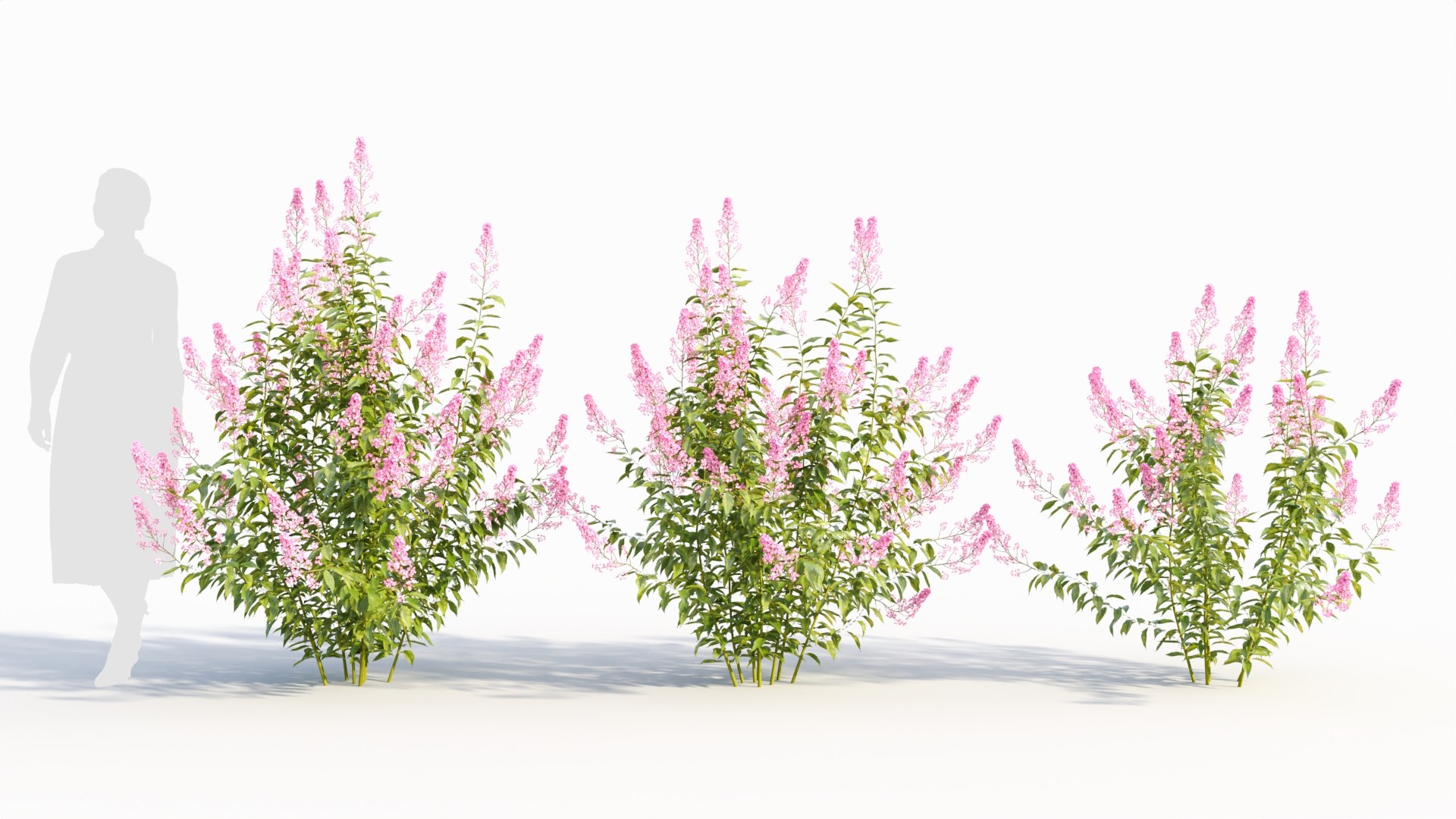 Spiraea Alb B Model - TurboSquid 2207937