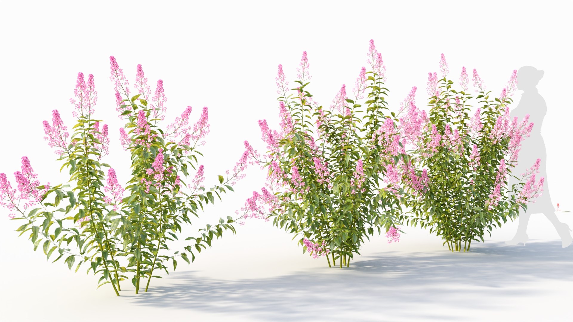 Spiraea Alb B Model - TurboSquid 2207937