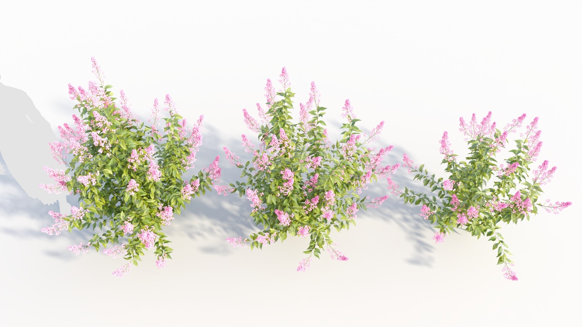 Spiraea Alb B Model - TurboSquid 2207937