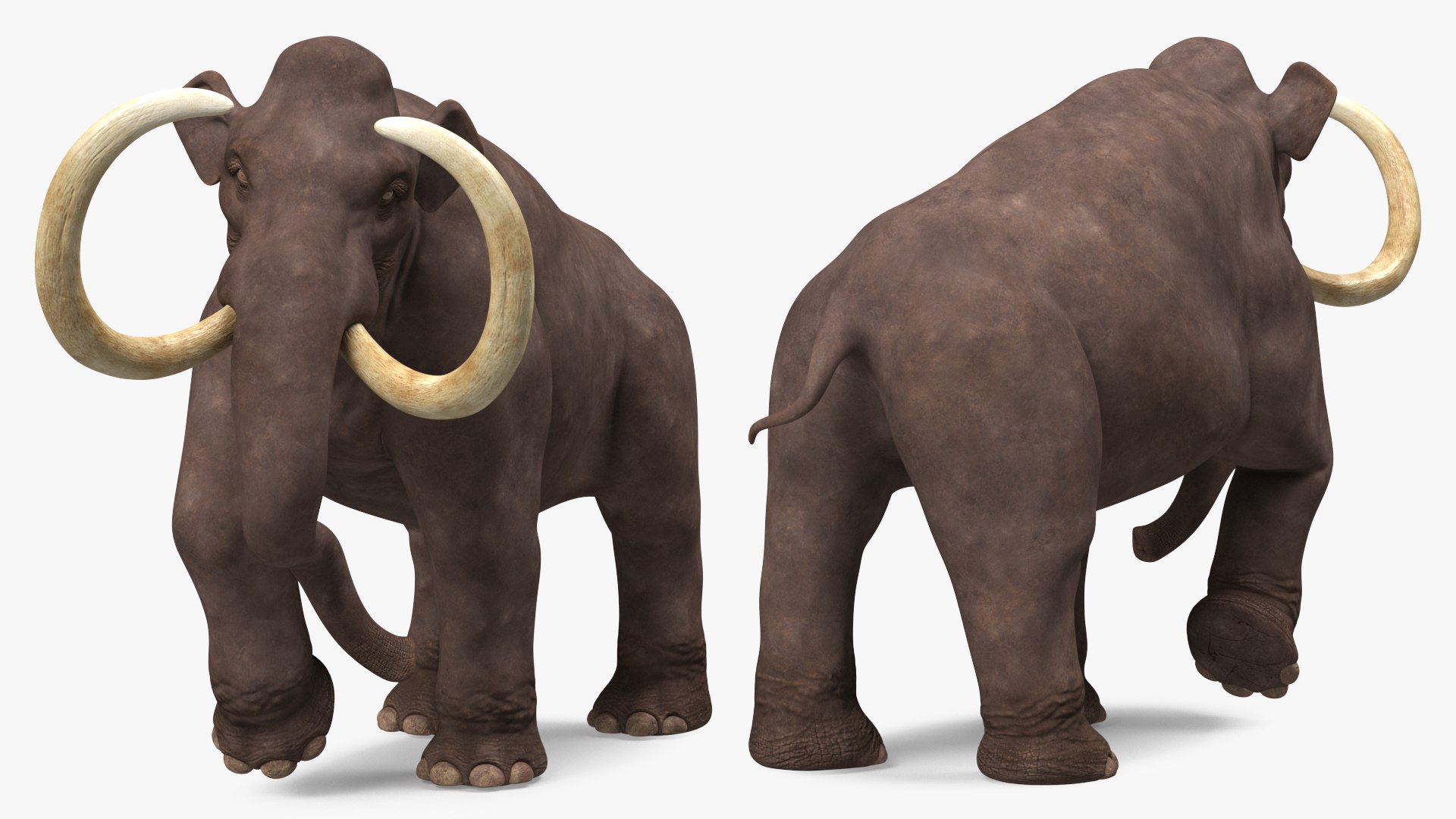 Mammoth Walking Pose 3D - TurboSquid 1803292