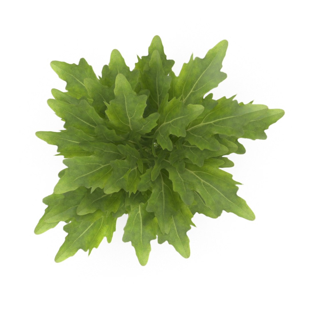 3D Arugula Bunch - TurboSquid 1515627