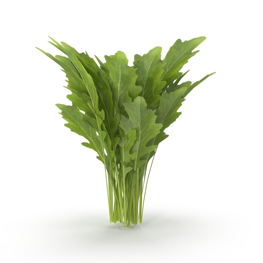 3D Arugula Bunch - TurboSquid 1515627