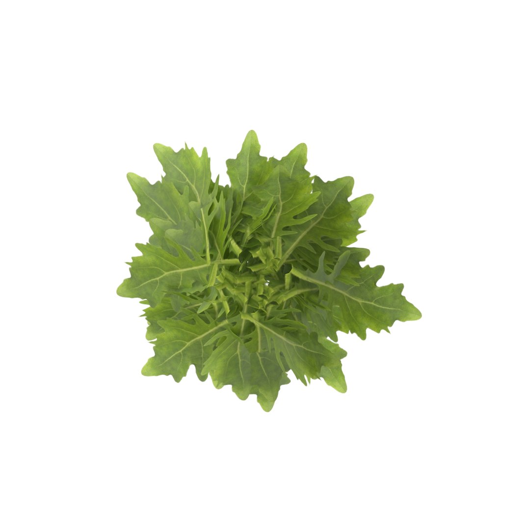 3D Arugula Bunch - TurboSquid 1515627