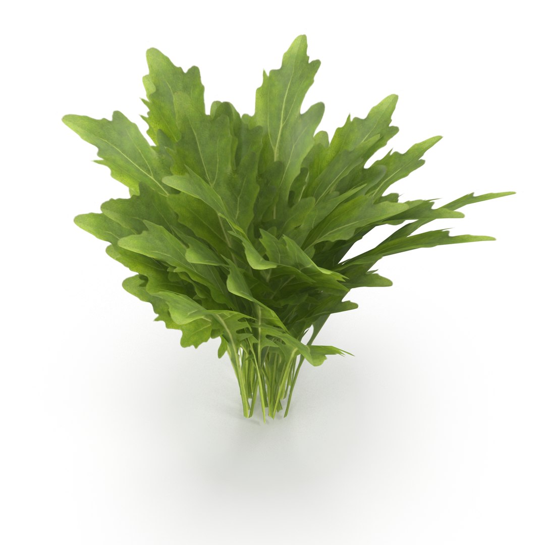 3D Arugula Bunch - TurboSquid 1515627