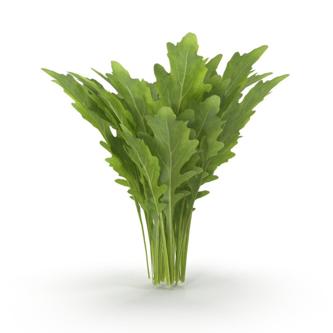 3D Arugula Bunch - TurboSquid 1515627