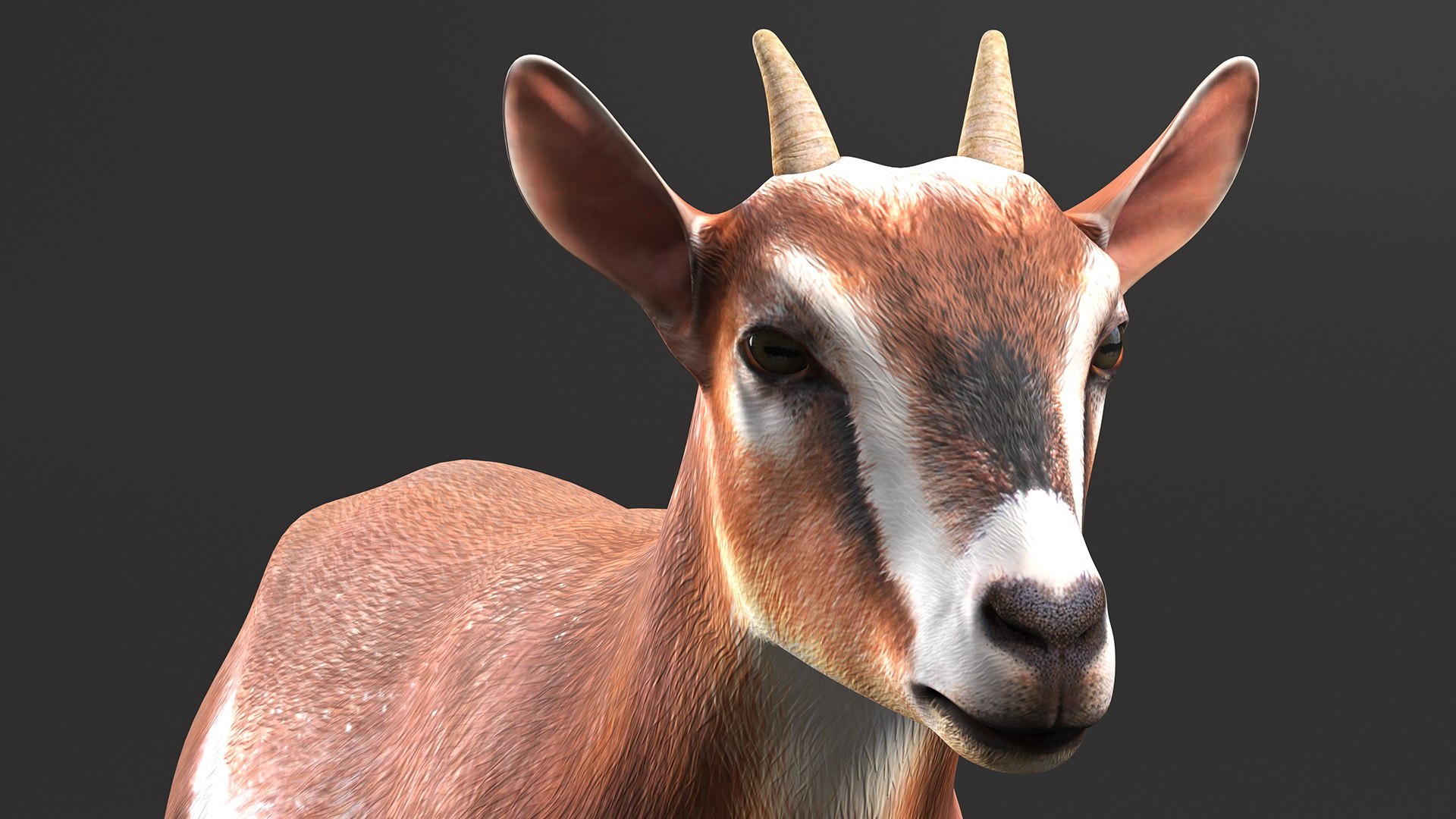 Dairy Goat Brown Rigged For Modo 3D Model - TurboSquid 2006675
