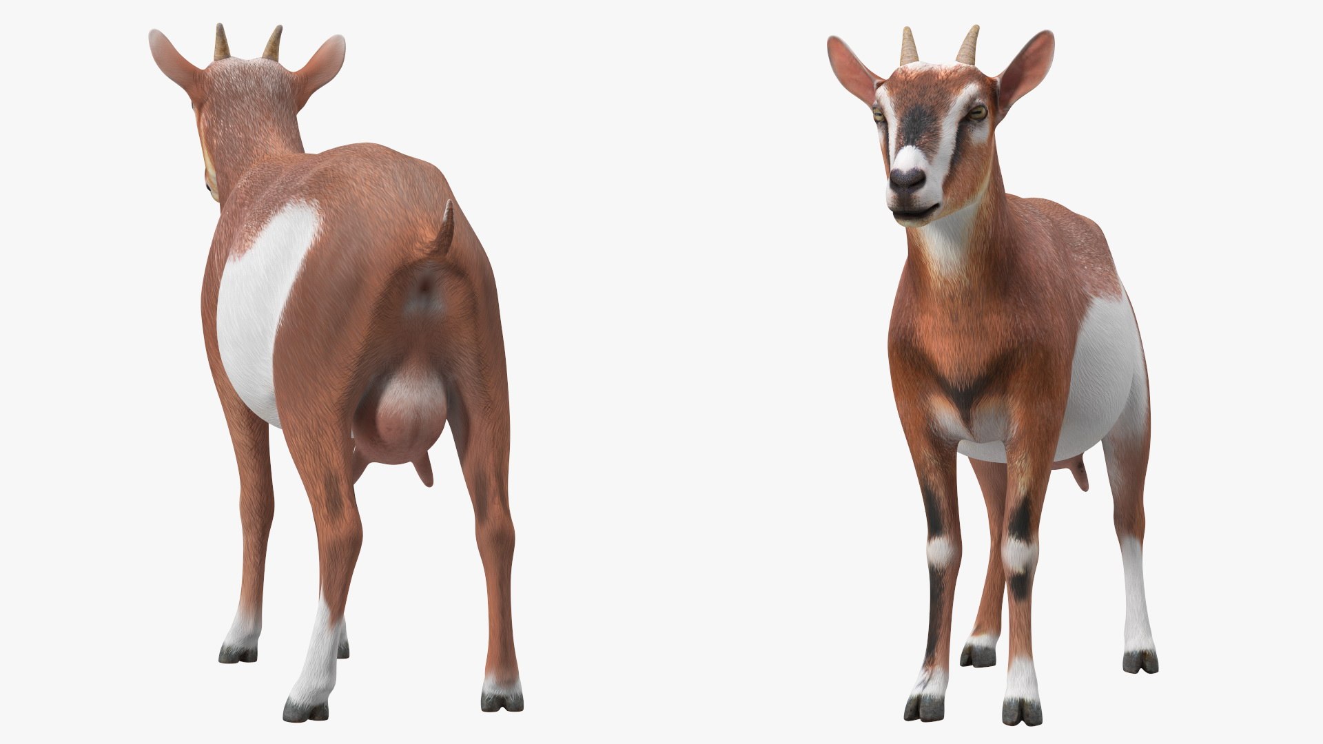Dairy Goat Brown Rigged For Modo 3D Model - TurboSquid 2006675