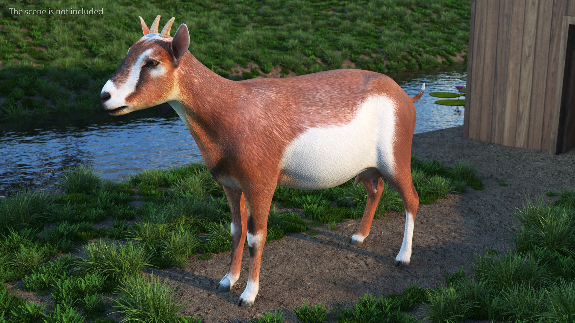 Dairy Goat Brown Rigged For Modo 3D Model - TurboSquid 2006675