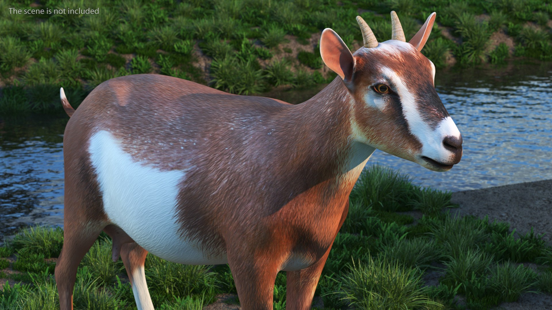 Dairy Goat Brown Rigged For Modo 3D Model - TurboSquid 2006675