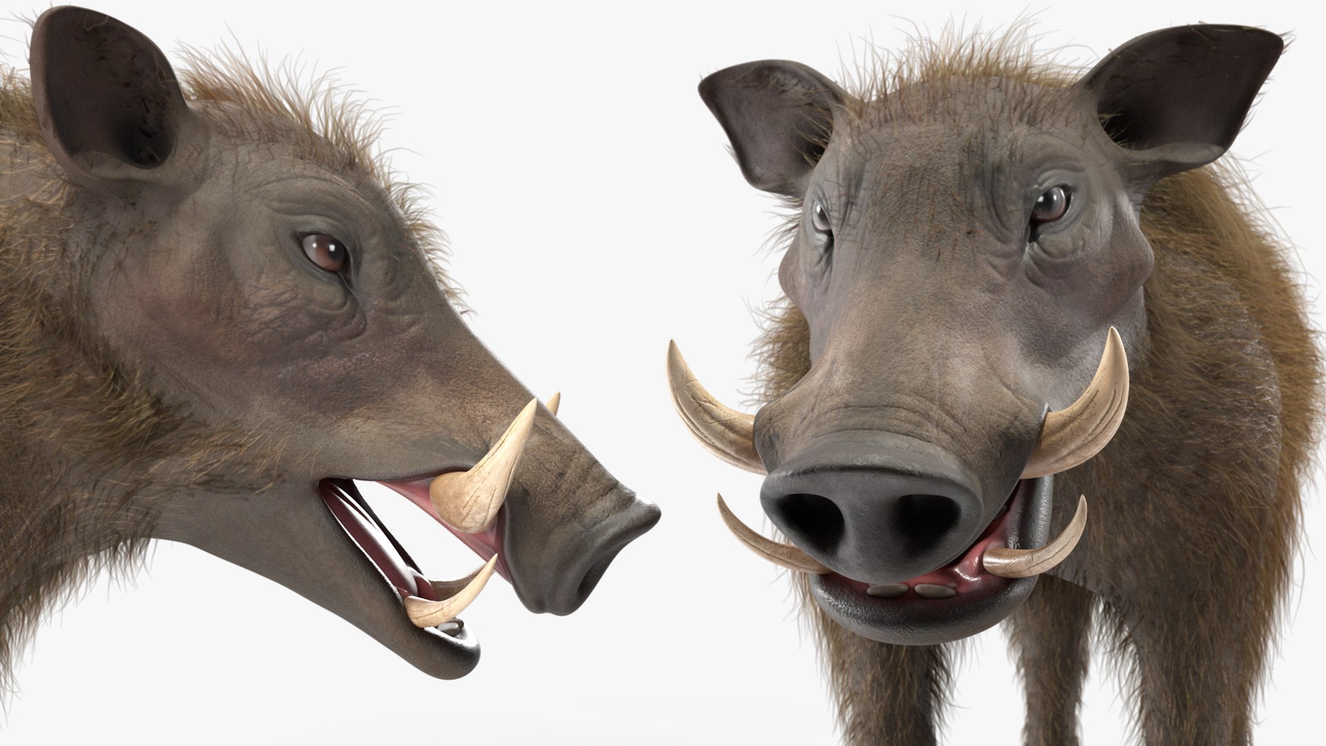 3D Warthog Fur Rigged Model - TurboSquid 2214657