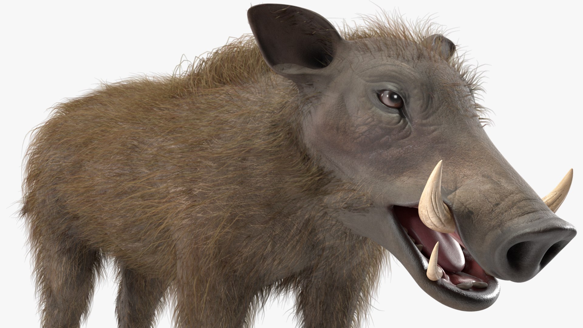3D Warthog Fur Rigged Model - TurboSquid 2214657