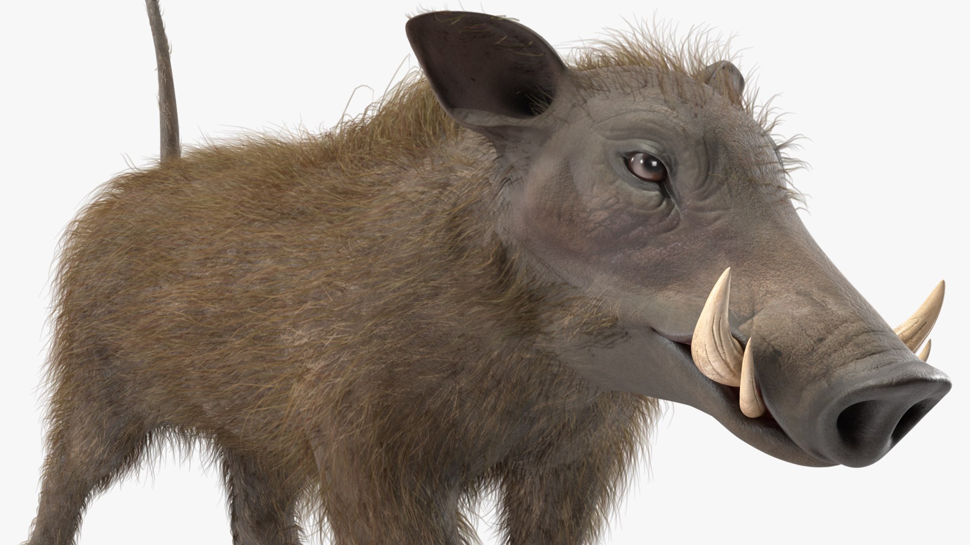 3D Warthog Fur Rigged Model - TurboSquid 2214657