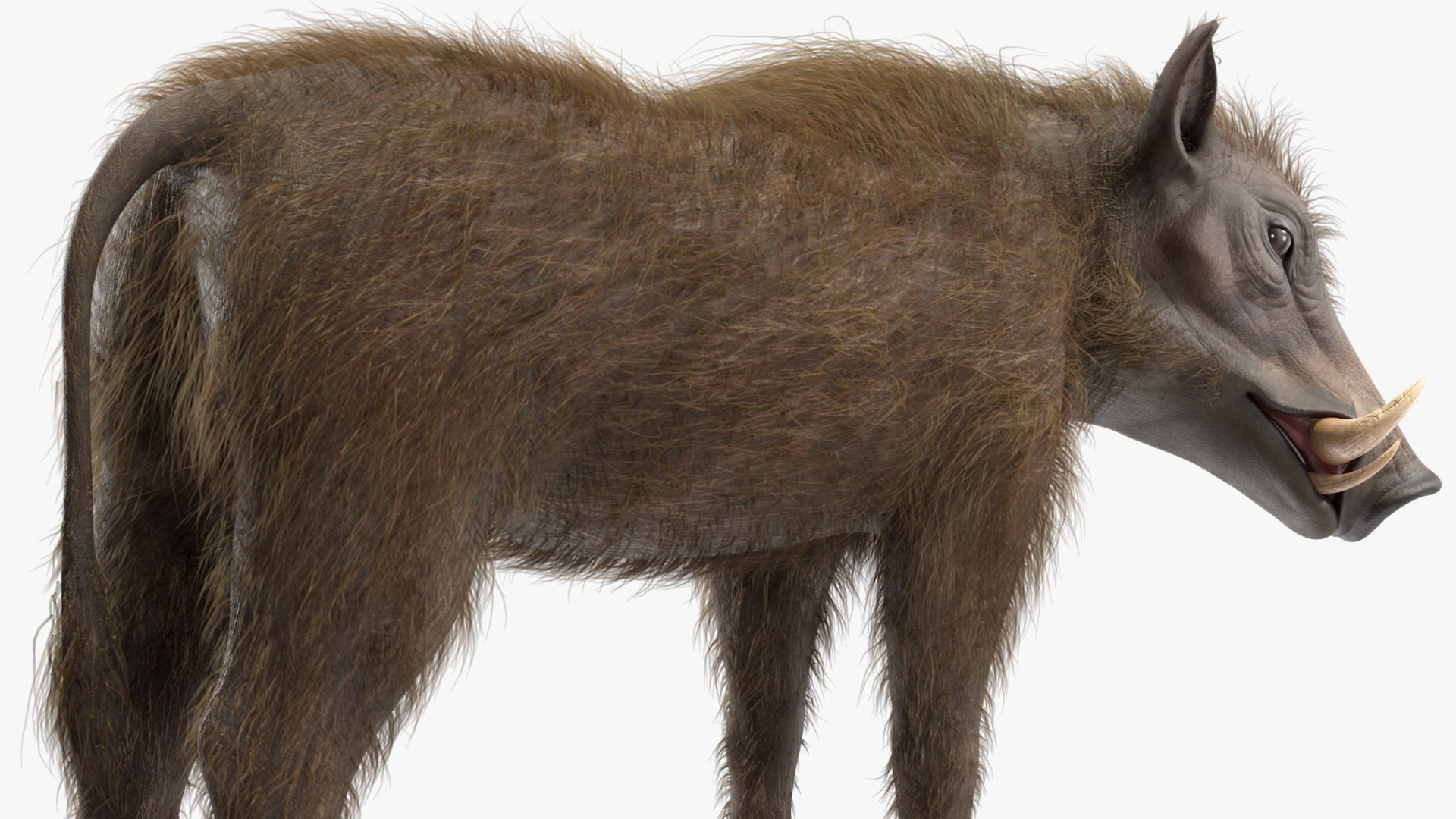 3D Warthog Fur Rigged Model - TurboSquid 2214657