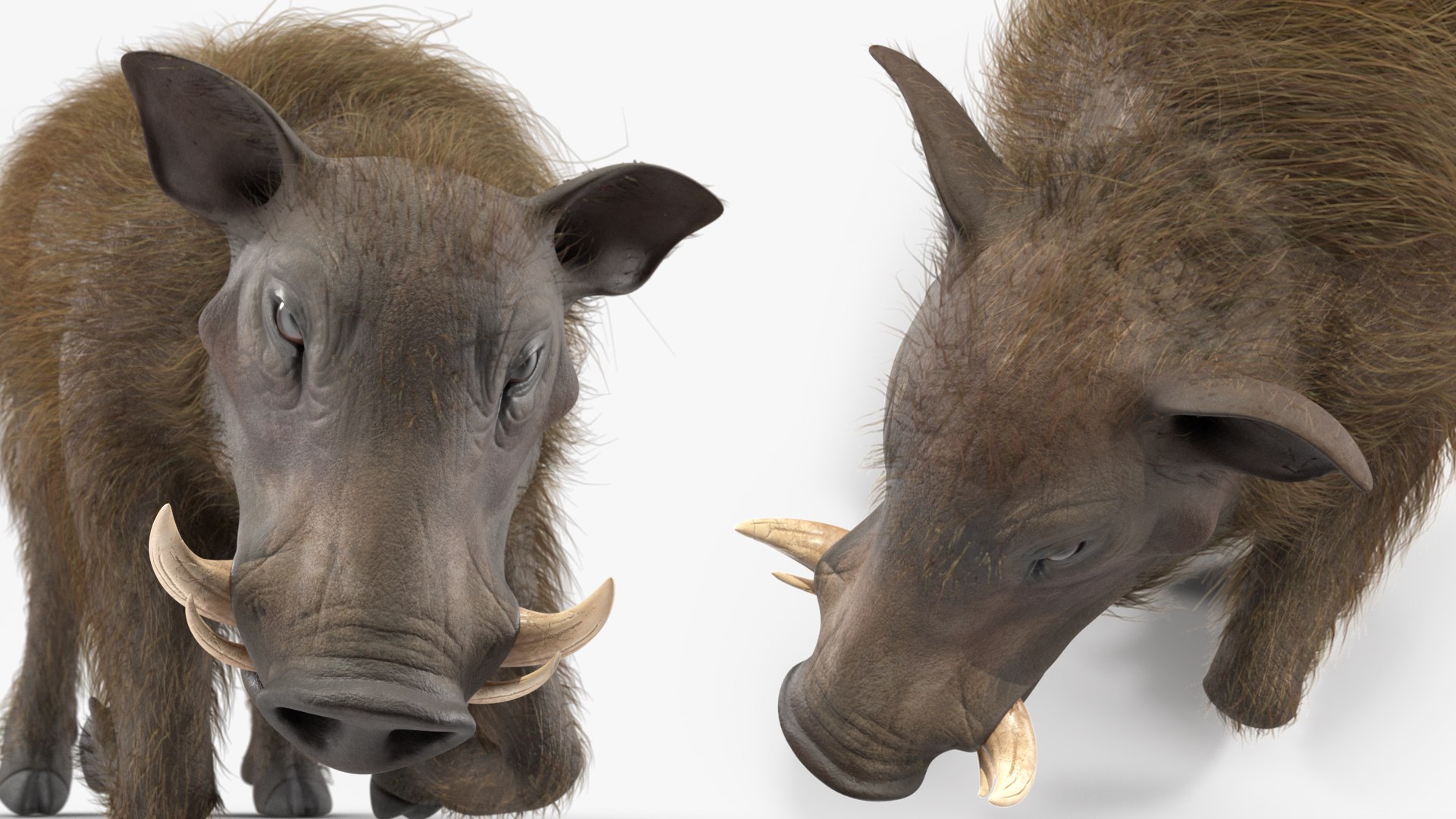 3D Warthog Fur Rigged Model - TurboSquid 2214657