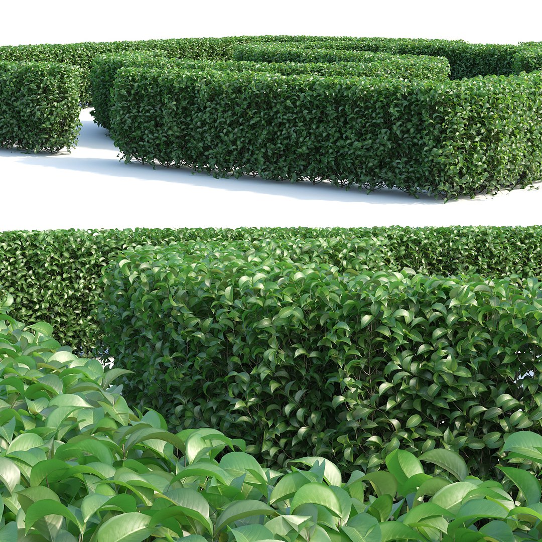 Editable Bush Ordinary Privacy 3D Model - TurboSquid 1942127