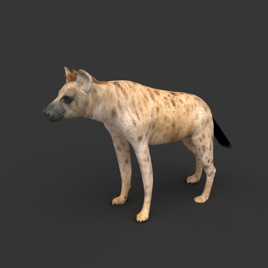 3d Hyena Rigged Animation