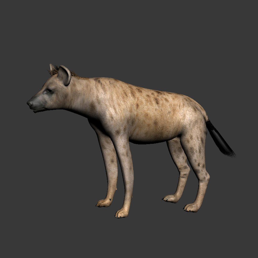 3d Hyena Rigged Animation