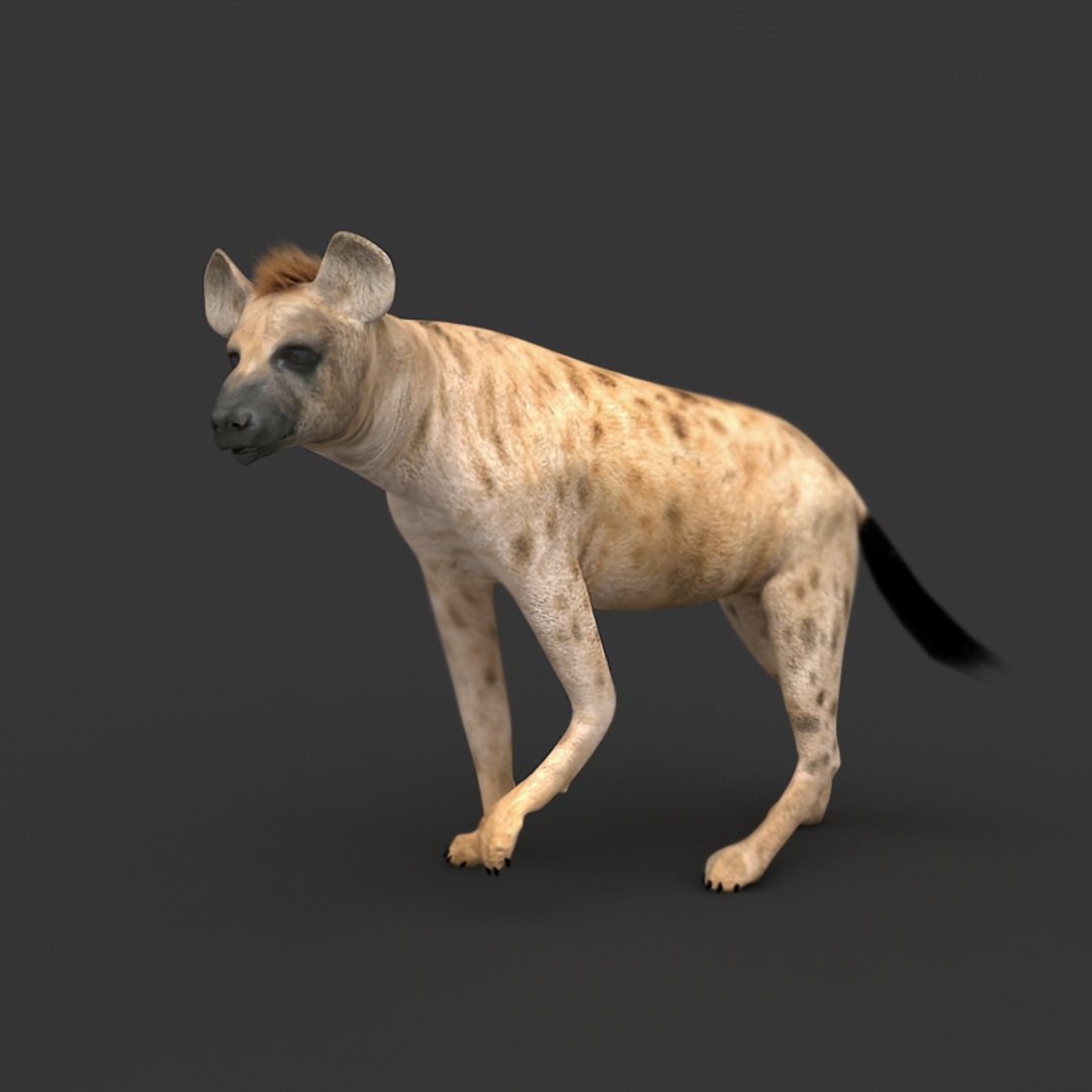3d Hyena Rigged Animation