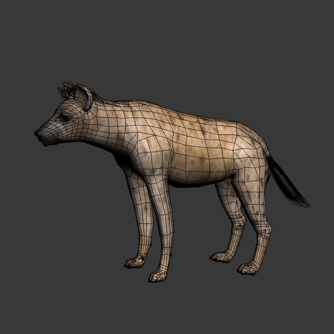 3d Hyena Rigged Animation