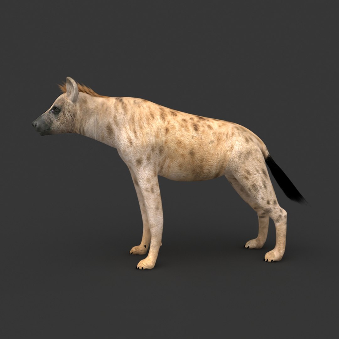 3d Hyena Rigged Animation