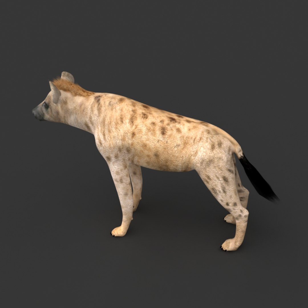 3d Hyena Rigged Animation